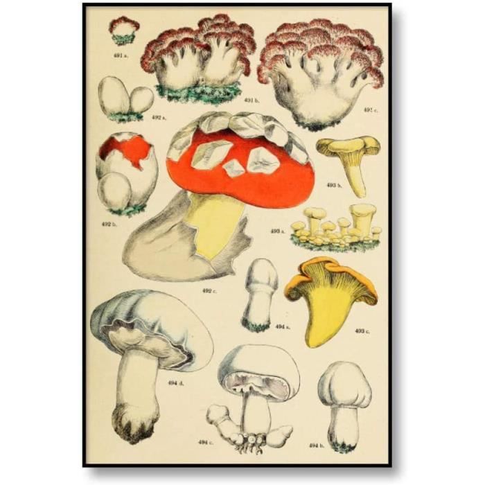 Affiche Éducative Botanique Champignons Champignons Identification ...