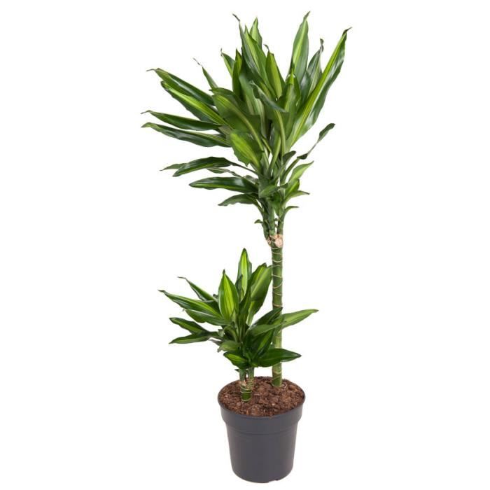 Plante d'intérieur – Dragonnier – Hauteur: 100 cm X92F - Cdiscount Maison