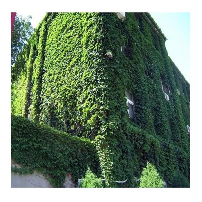 120pcs graines de lierre vert, couvre-sol plante grimpante herbe jardin ...