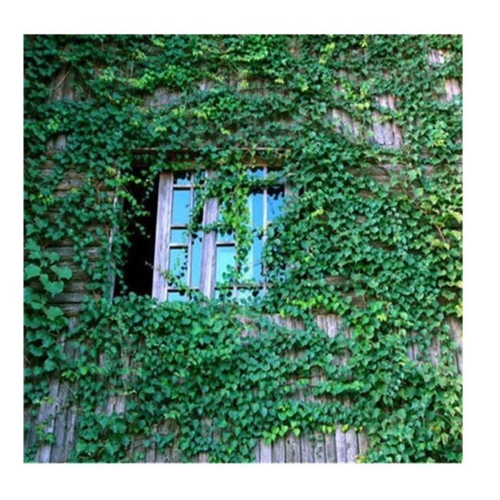 120pcs graines de lierre vert, couvre-sol plante grimpante herbe jardin ...