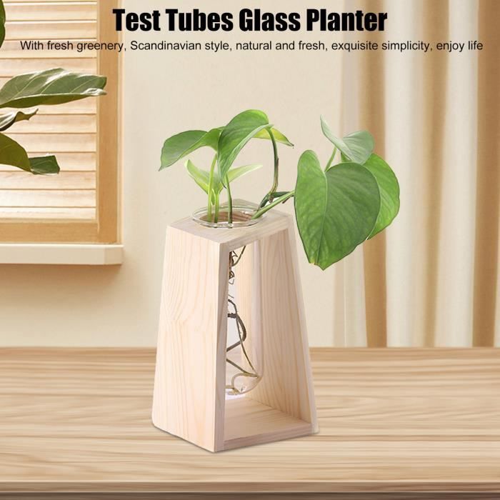 Terrariums de plantes en verre de bureau Terrarium de plante de tube à ...