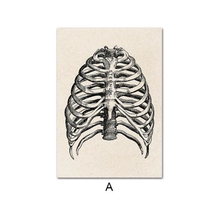 Affiche murale d'anatomie humaine, tableau médical, muscle squelette ...