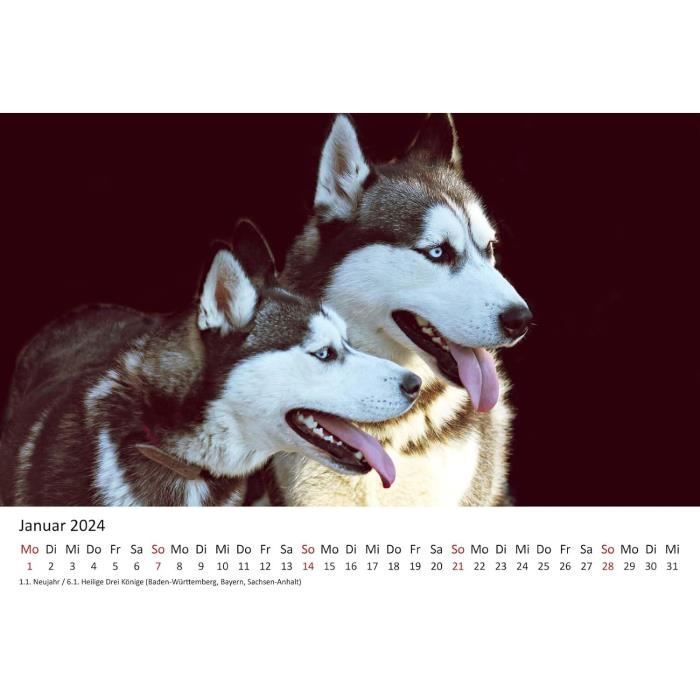 Calendrier Mural Husky 2024 De Qualité Supérieure - Format A3 - Pour ...