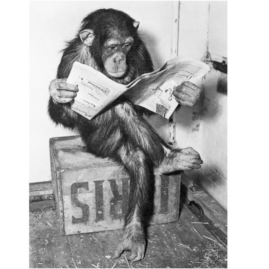 Poster Chimpanzé lit Le Journal - Chimpanzee Reading Newspaper (50cm x ...