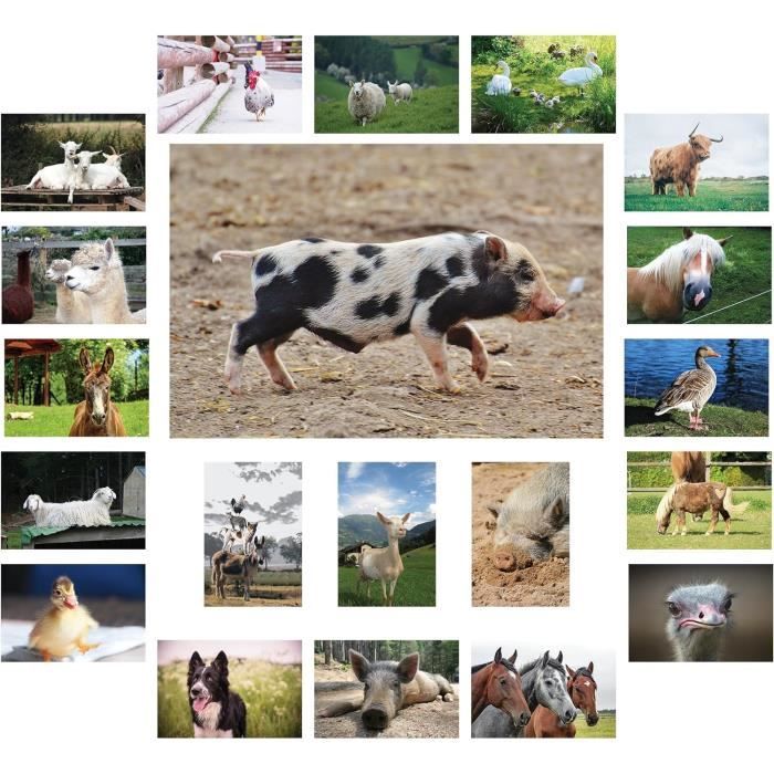 Animaux De La Ferme Lot De Cartes Cartes Postales – 20 Animaux ...