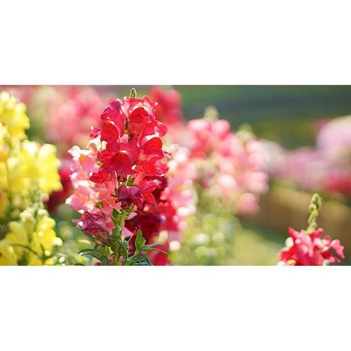 500 Graines De Muflier - Gueule De Loup Fleurs Plante Jardin - Semences ...