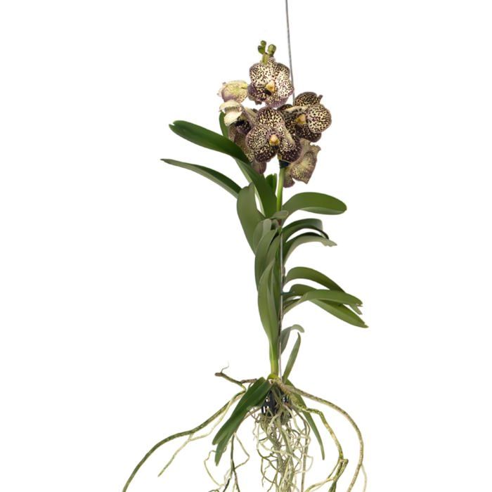 Plant in a Box - Vanda 'Ocelot Mocha' - Orchidée tropicale - Magnifique ...