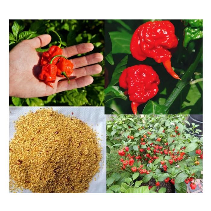 100 graines de piment, piment fort, graines de légumes, Graines de ...