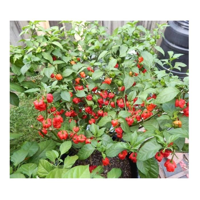 100 graines de piment, piment fort, graines de légumes, Graines de ...