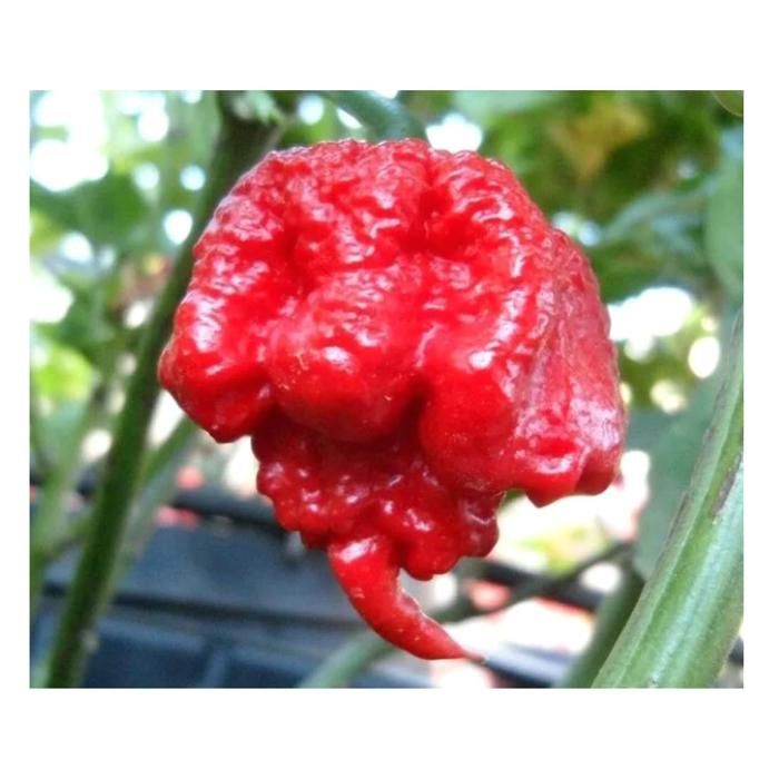 100 graines de piment, piment fort, graines de légumes, Graines de ...