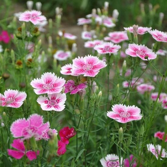 Bulbes à fleurs,sept miles avec des plantes à graines de fleurs arôme ...