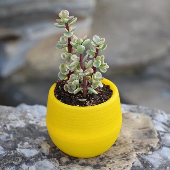 KIMISS Pot de semis Pot Succulent Mini Conteneur de Fleurs de Semis Pot ...
