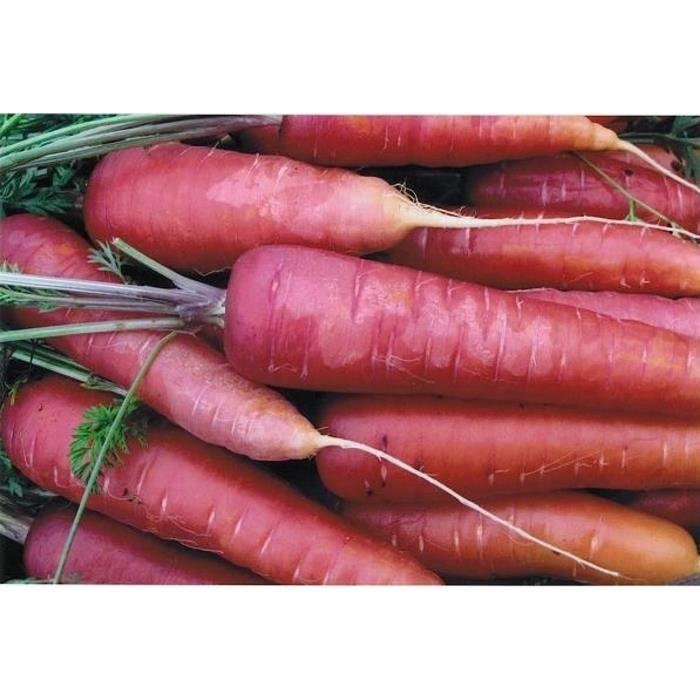250 Graines de Carotte Longue Rouge Sang - légumes ancien potager ...