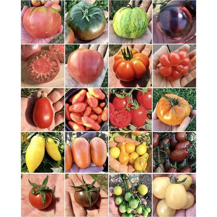 200 graines de tomate dans 20 rares variétés riches en nutritives ...