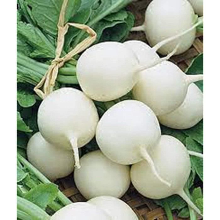 Semences, Radis Hailstone Blanc, Heirloom, Organiques, Non Ogm, 100 ...