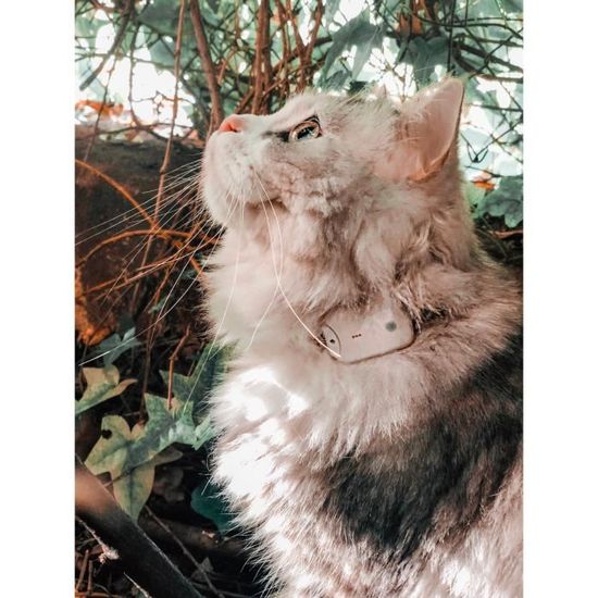 Girafus® Pro-Track-tor RF - Géolocalisation Tracker Traceur pour Chien, Chat, Animal Domestique ...