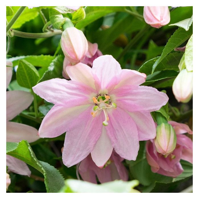 Passiflore Anna Flora - Cdiscount Jardin