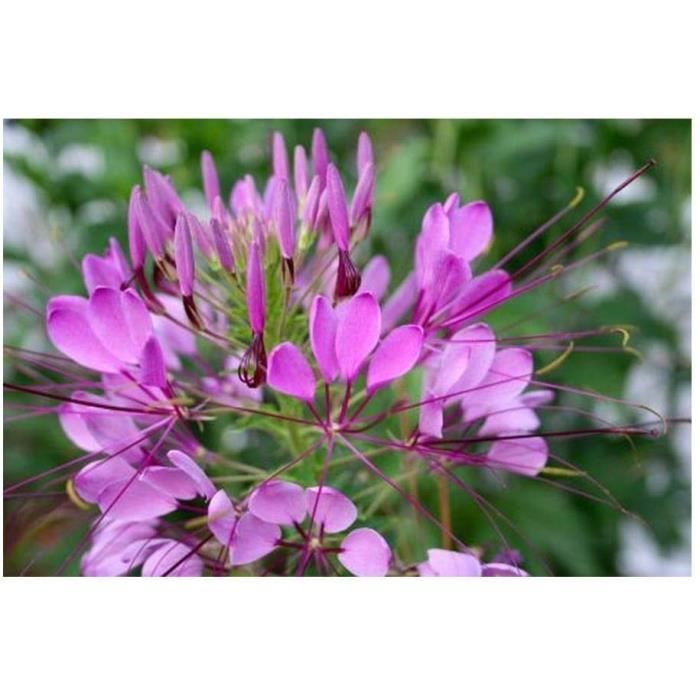 Cleome hassleriana Rose Queen - Fleur Araignée - 10 graines [395 ...