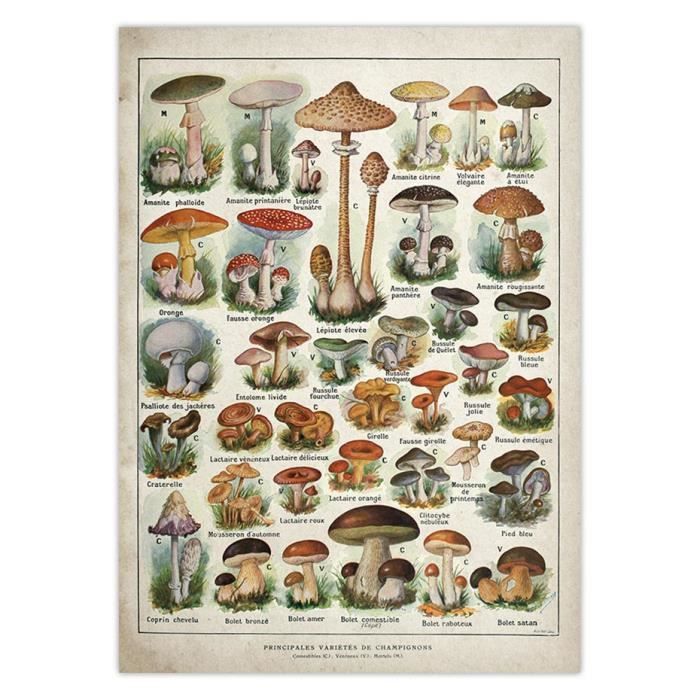 Affiche botanique éducative Champignons | Identification,tableau de ...