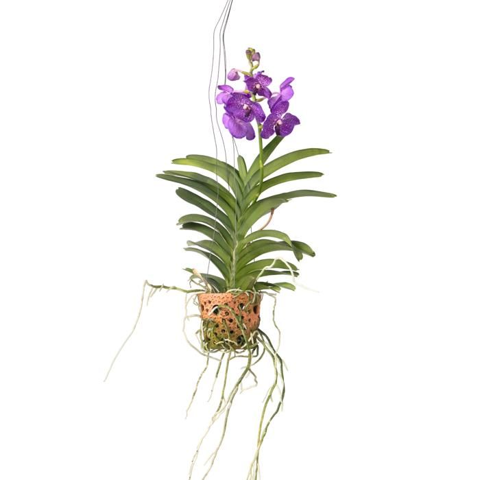 Vanda 'Botanica' en pot suspendu - Orchidée - Bleu - ?12cm - Hauteur ...