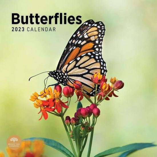 Calendrier mural 2022 Motif papillons 30,5 x 30,5 cm A687 - Cdiscount Beaux-Arts et Loisirs créatifs
