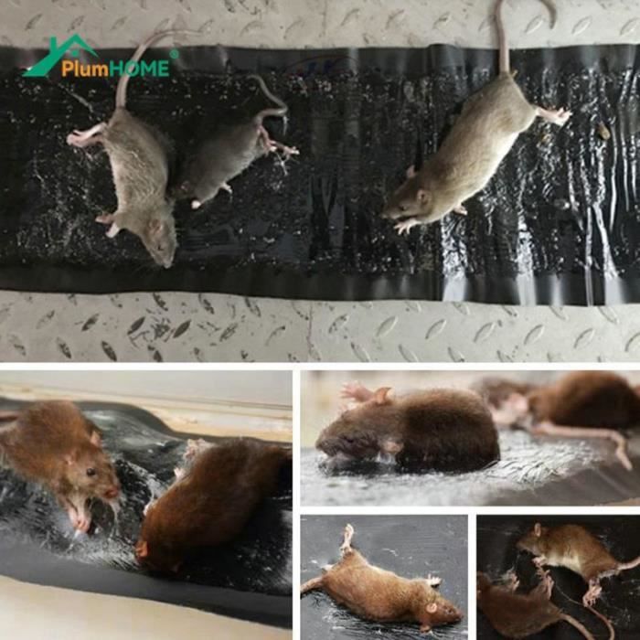 (None)Anti Rat Grand Colle Collante Tapis Rongeurs Taupes Piège À ...