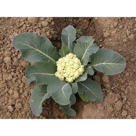 Lot de 250 Graines de Chou-Fleur Merveille de toutes Saisons - Variété ...
