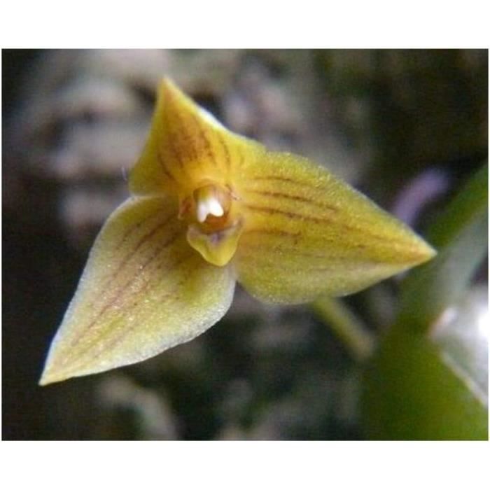 Trias Oblonga-Orchidées-100 Graines[x4073] - Cdiscount Jardin
