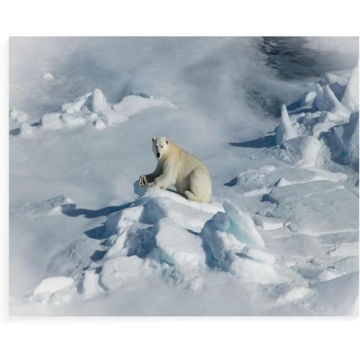 Diamond Painting Broderie Diamant Kit Complet Ours Polaire Paysage ...