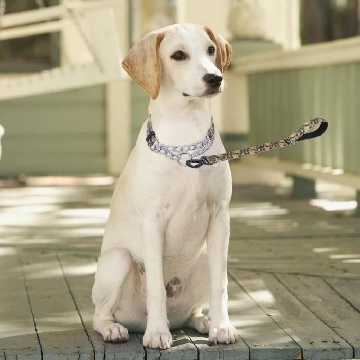 Martingale Collier pour chien \u2019 Chaîne en acier inoxydable, anti ...