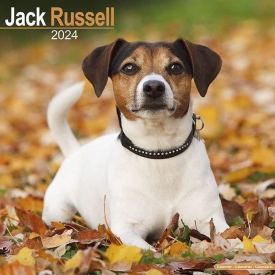 Calendrier 2024 Jack Russell Terrier (Av) Chien Jack Russell + Offert ...