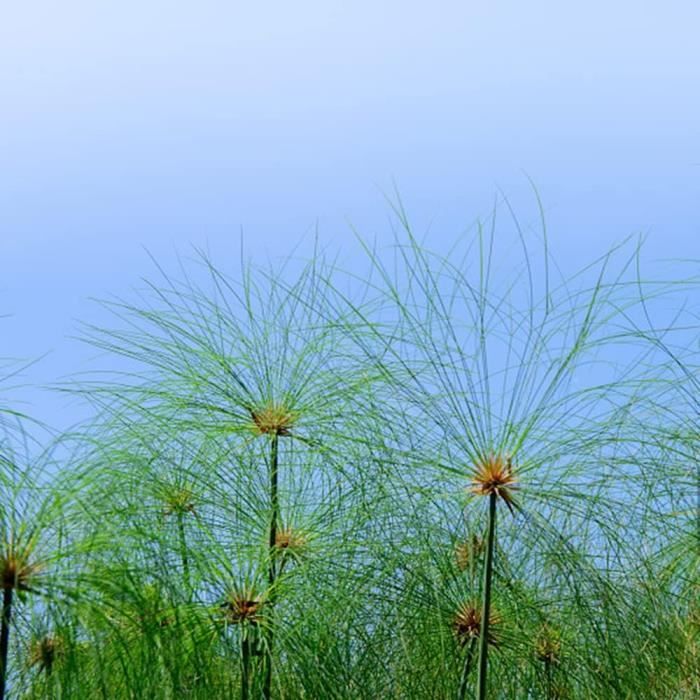 Plantes À Base De Plantes Aquatique Cyperus Papyrus Graines Vrai ...