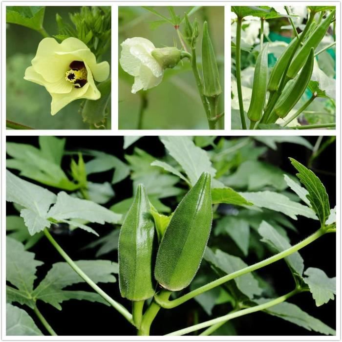 Graines de gombo (biologique) - Corne de vache Clemson Heirloom Non OGM ...