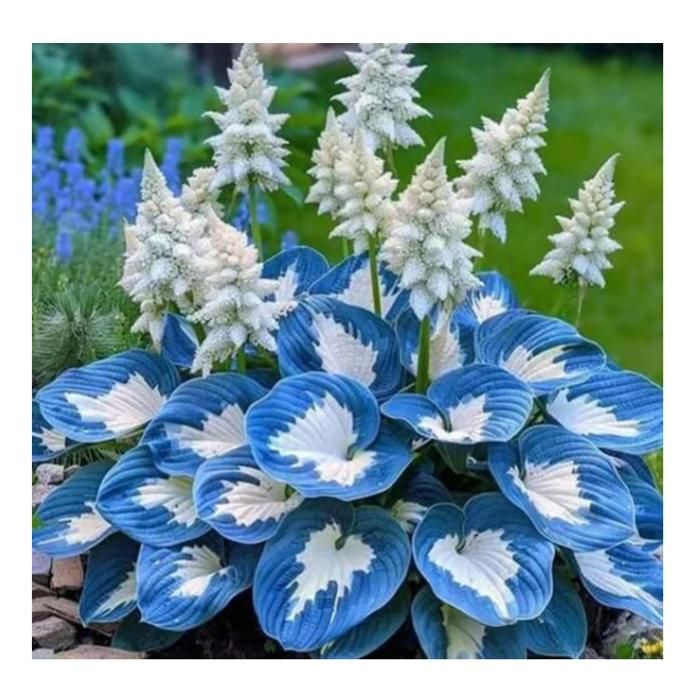 200 pcs graines de Hosta vivace, graines de fleurs vivaces tolérantes ...