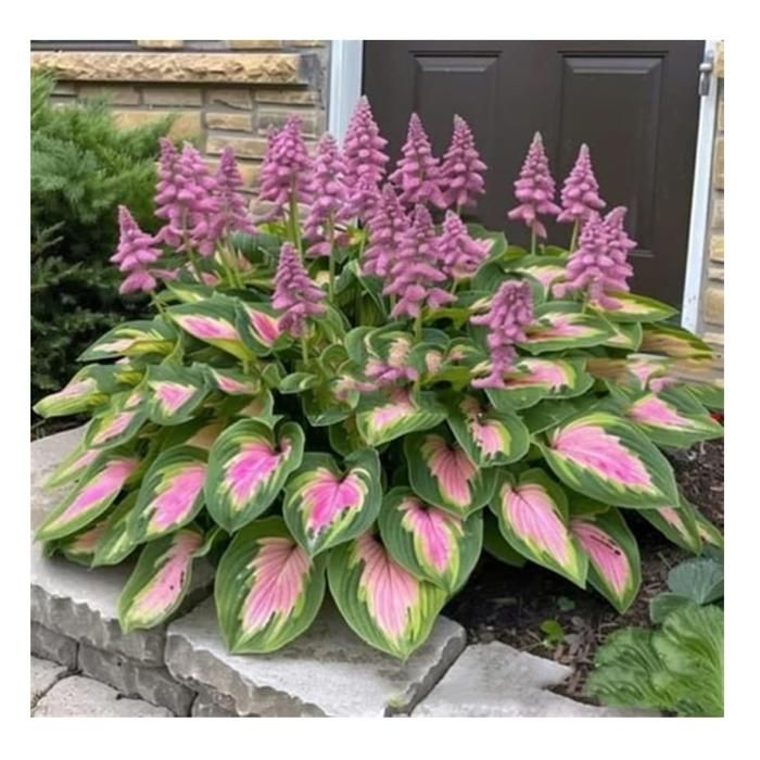 200 pcs graines de Hosta vivace, graines de fleurs vivaces tolérantes ...