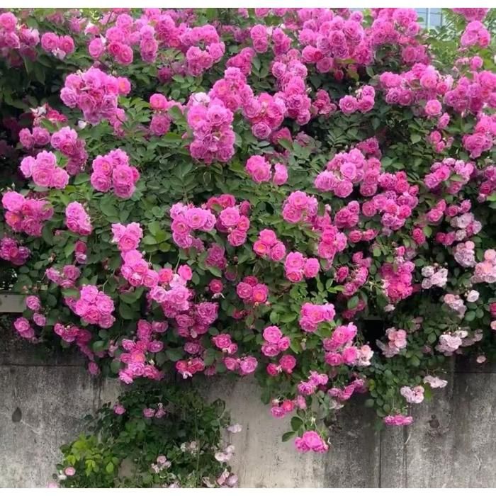 Rose rouge grimpant rose Rosier grimpant rustique et parfumé Plante ...