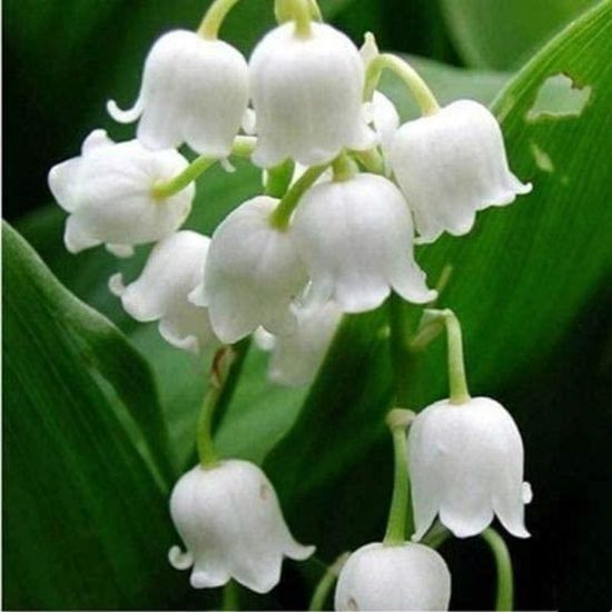 100x muguet graines de fleurs, bell orchid bonsai balcon fleur graines ...