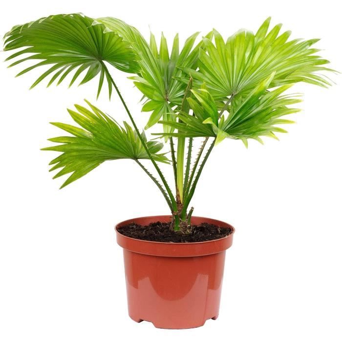 Livistona Palmier D'Intérieur Hauteur Env. 60 Cm Diamètre Du Pot 17 Cm ...