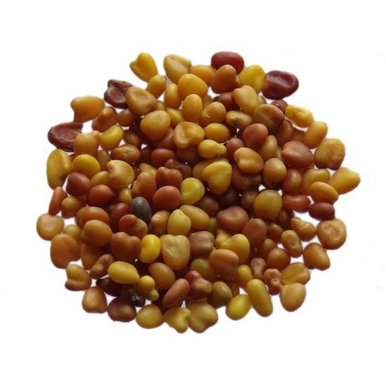 Trèfle Micro Nain Pipolina Non Traitée - 100 grammes - Trifolium Repens ...