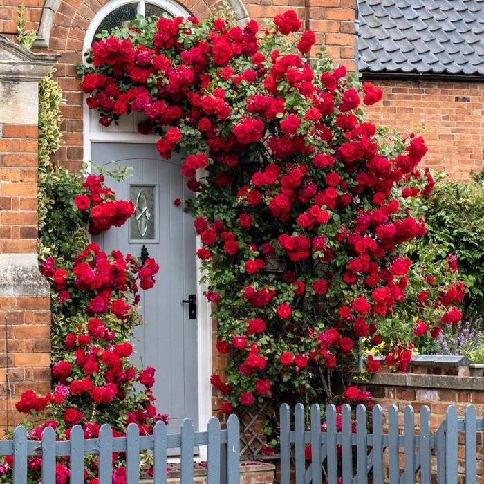 Rosier Grimpant En Pot