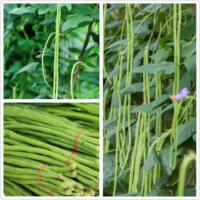 Graines de haricots longs 30g Snake-Yard-Long Asperges Haricot Nouilles ...