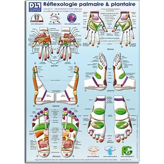 Poster - DL1 - Zones de réflexologie plantaire et palmaire - A3 ...