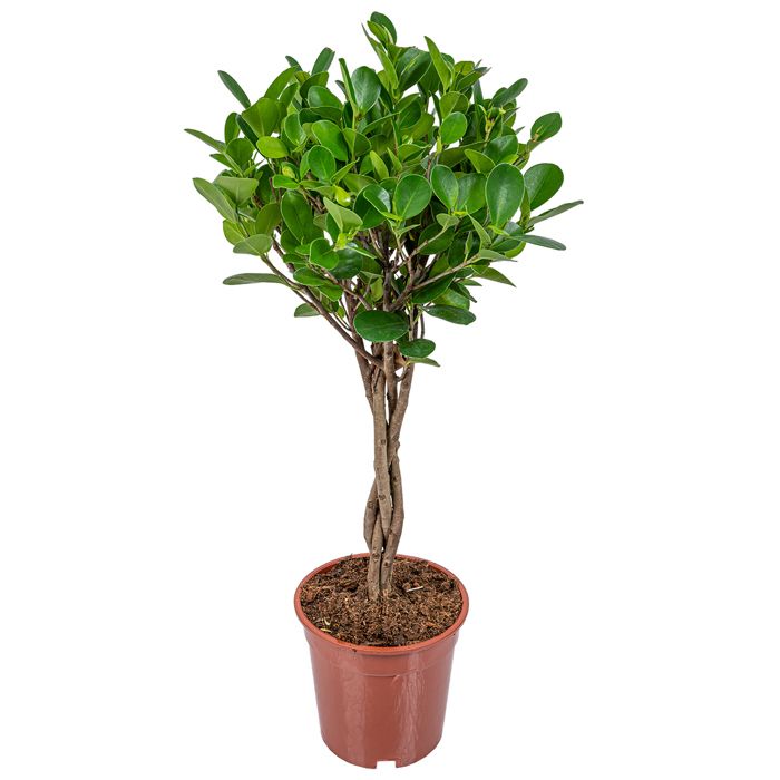 Plante d'intérieur - BLOOMIQUE - Ficus Microcarpa 'Moclame' - H70-80 cm ...