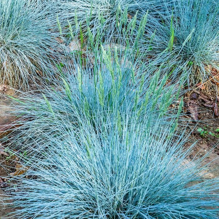 Fétuque bleue Festuca glauca 'Intense Blue' | Herbes de jardin à ...