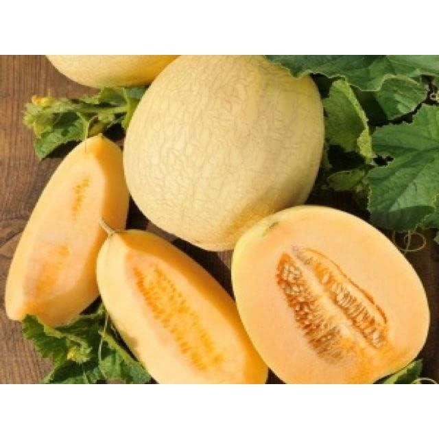 Melon - Emir F1 5 Graines[z3793] - Cdiscount Jardin