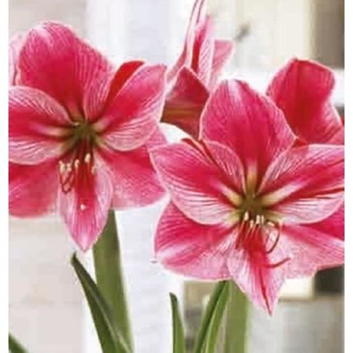 Amaryllis rosa lot de 1 bulbe de fleurs - Cdiscount Jardin