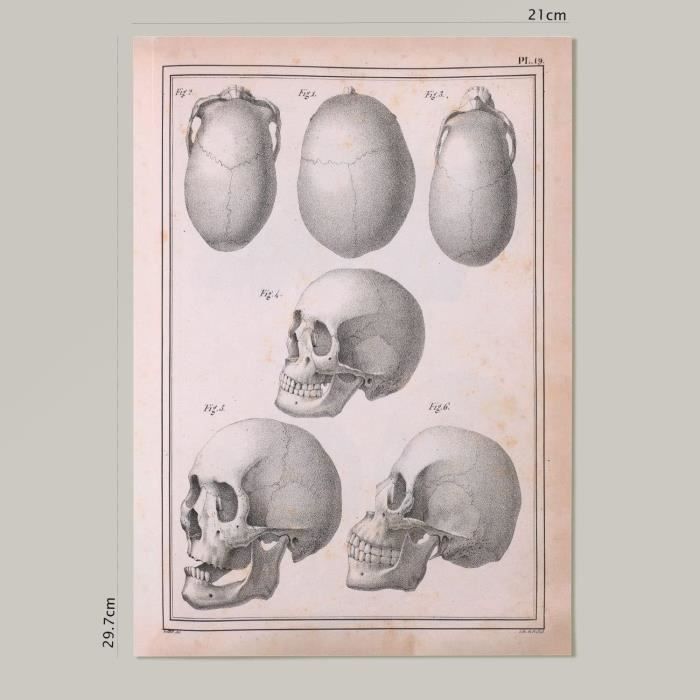 Ensemble De 4 Affiches D'Anatomie Humaine. Squelette Et Crâne ...