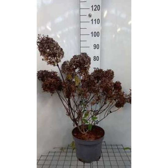 Hydrangea pan. 'Phantom' - Hydrangea Paniculata 60- 80 cm en pot ...