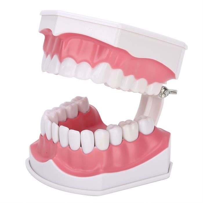 Modèle de dent dentaire étudiant les dents dentaires standard ...