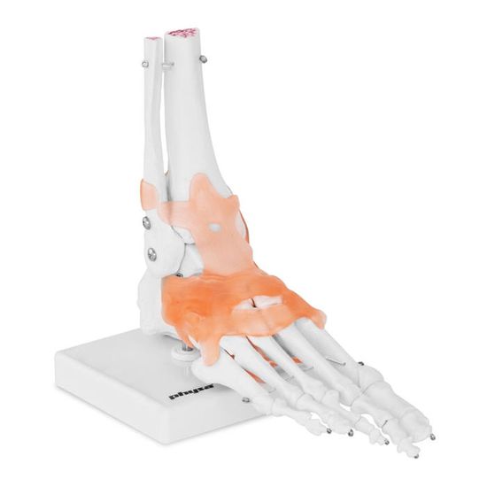 Maquette anatomique pied humain avec ligaments et articulations ...